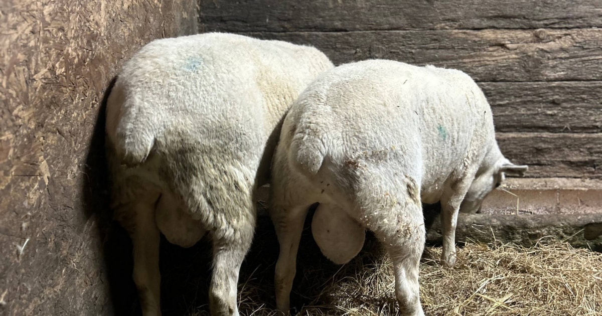 2 Easycare Breeding Rams | SellMyLivestock - The Online Livestock ...