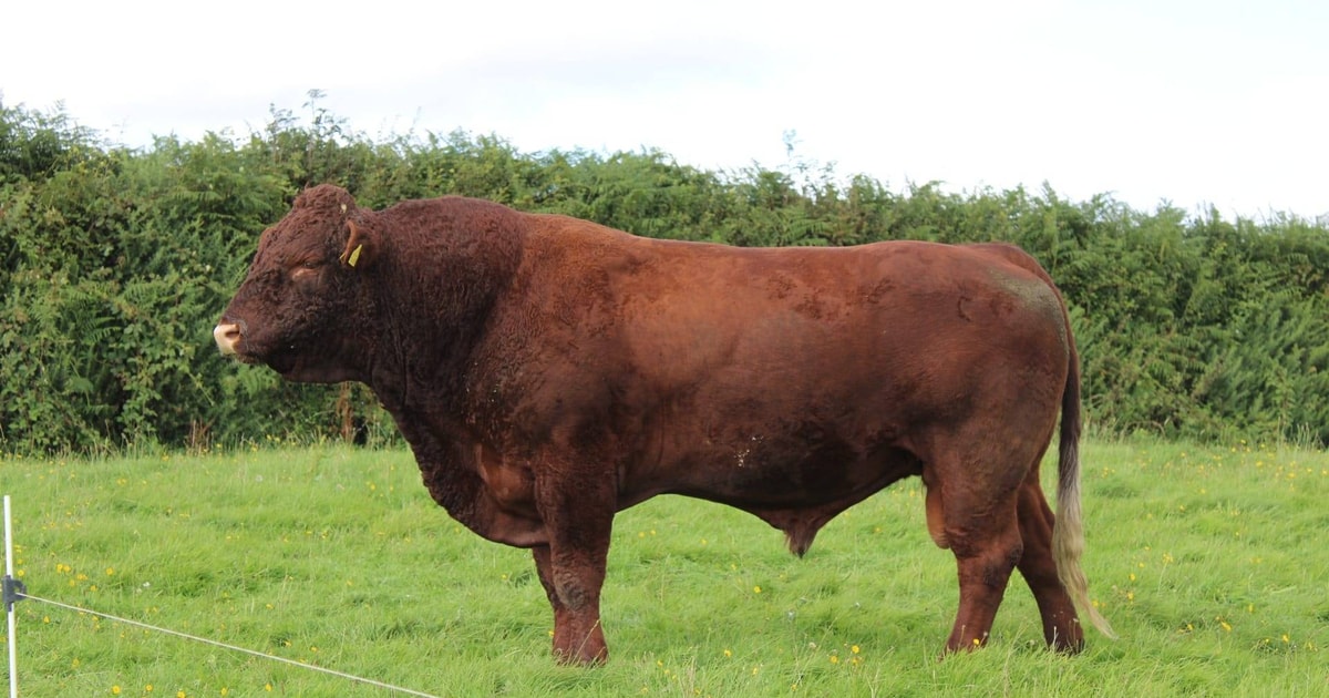 1 Pedigree Red Ruby Devon Breeding Bull | SellMyLivestock - The Online ...