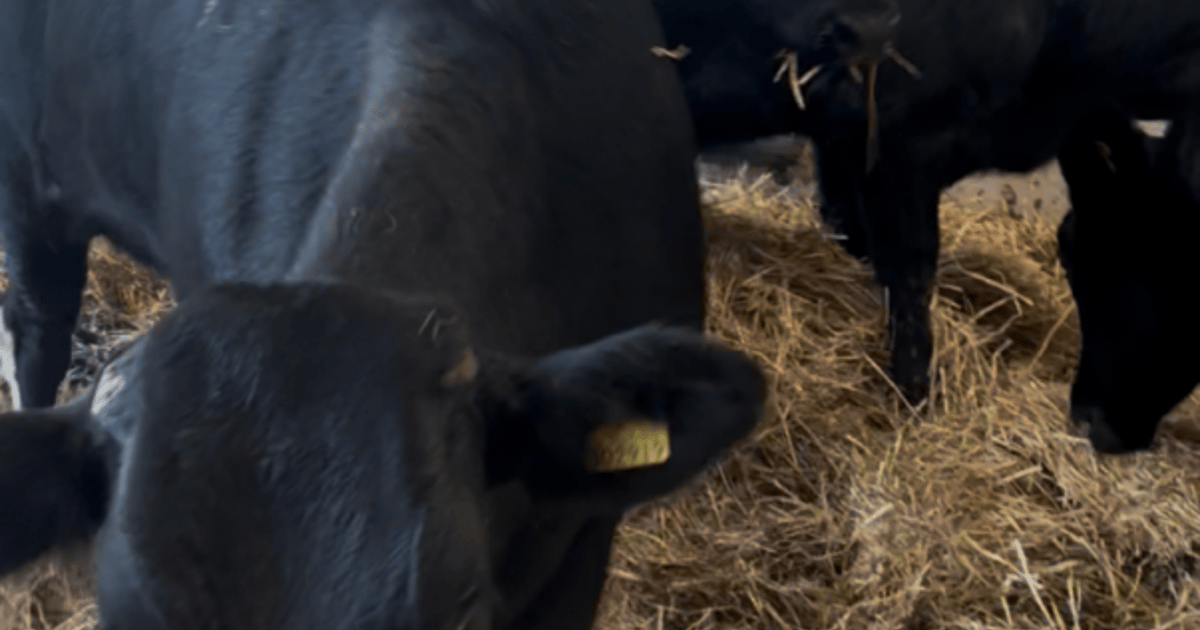 9 Aberdeen Angus Store Heifers | SellMyLivestock - The Online Livestock ...