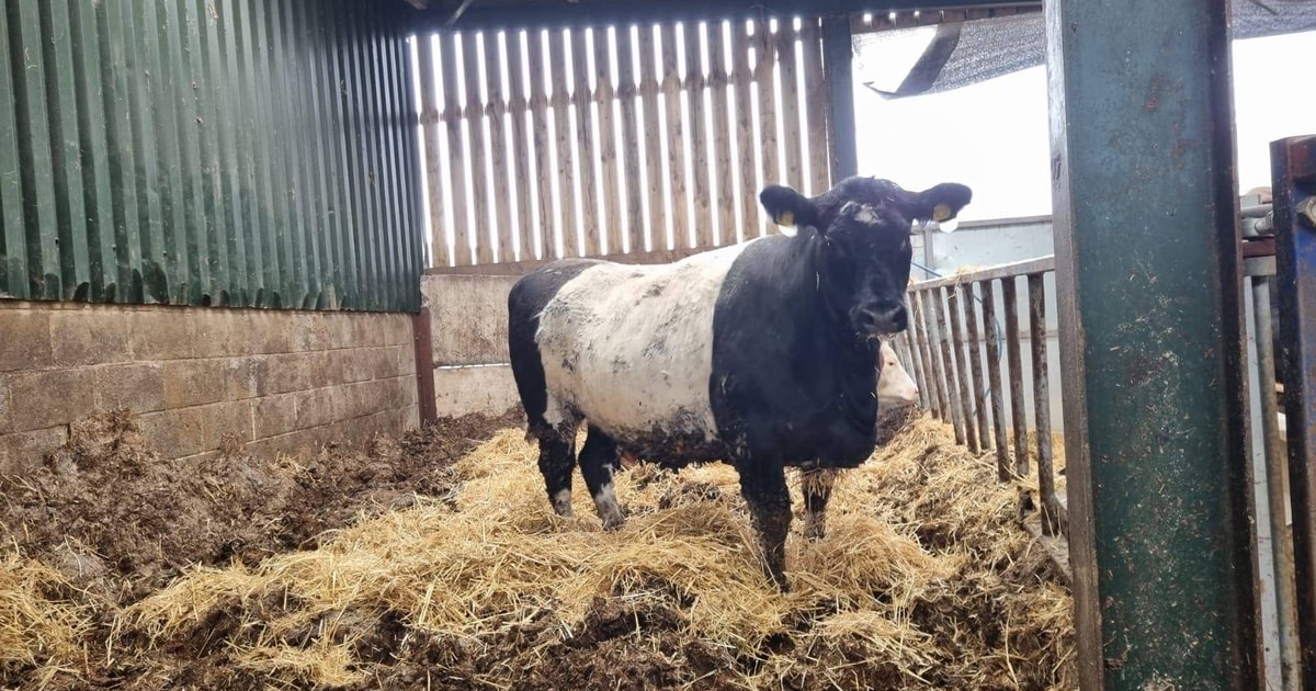 1 Belted Galloway Cross Store, Breeding Heifer | SellMyLivestock - The ...