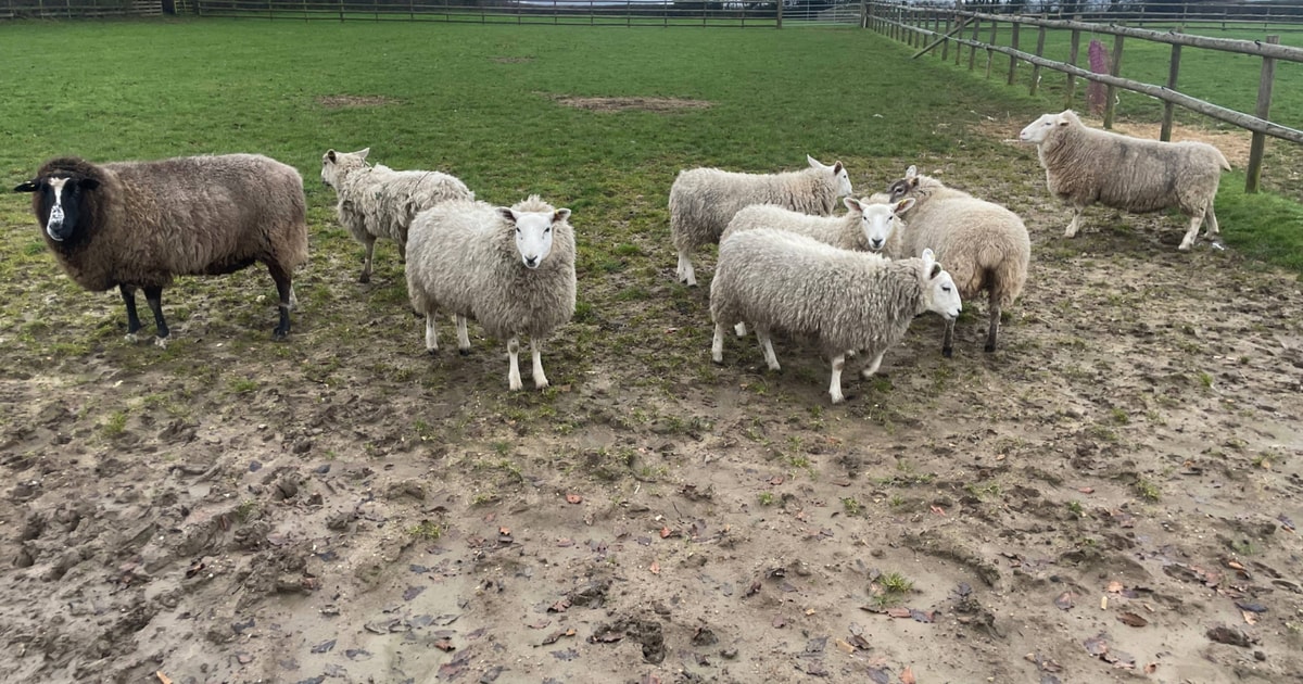 6 Cheviot Mule, Texel, Cheviot Cross Store, Breeding Lambs ...
