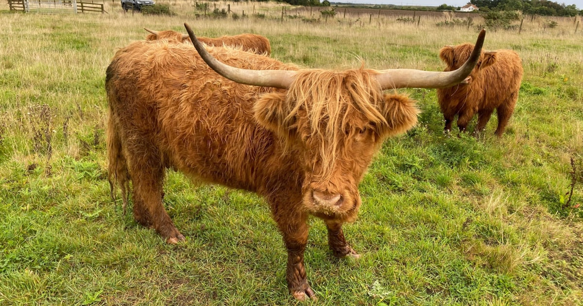 1 Highland Breeding Cow with Calf at Foot | SellMyLivestock - The ...