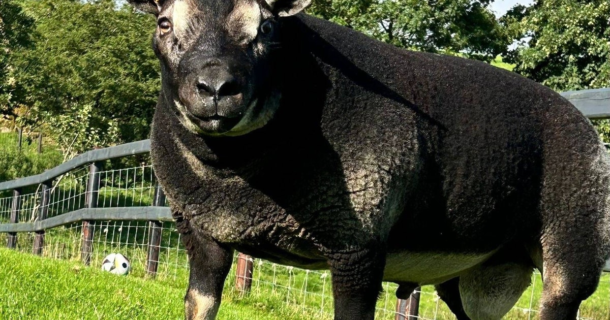 1 Pedigree Badger Face Texel Breeding Ram, Shearling | SellMyLivestock ...