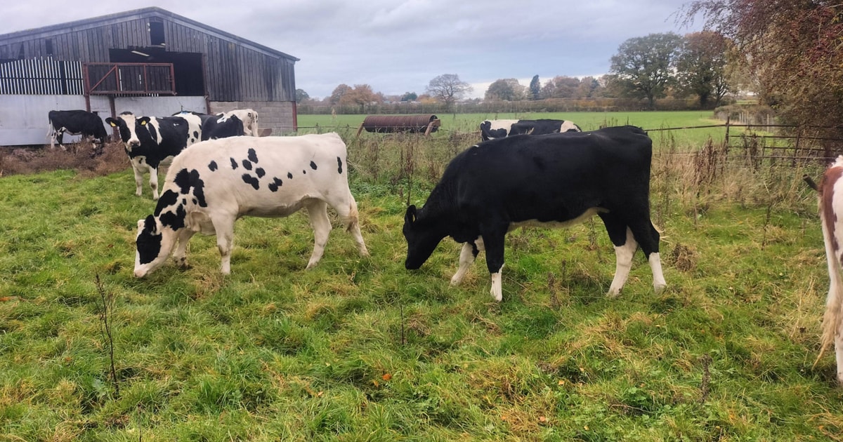 8 Holstein Friesian Cross In-Calf Dairy, Breeding Heifers ...