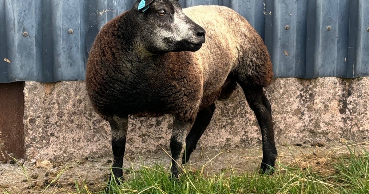 1 Pedigree Blue Texel Breeding Ram, Lamb | SellMyLivestock - The Online ...