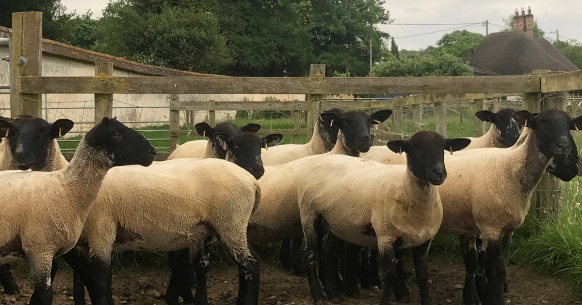 60 Suffolk Cross Breeding Shearlings, Gimmers | SellMyLivestock - The ...