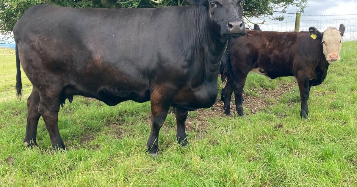 35 Simmental, Aberdeen Angus, Limousin Cross Breeding Cows with Calves ...