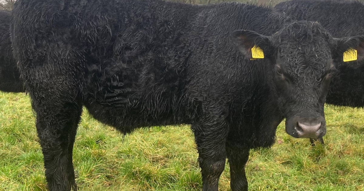 10 Aberdeen Angus Cross Store Heifers, Steers | SellMyLivestock - The ...