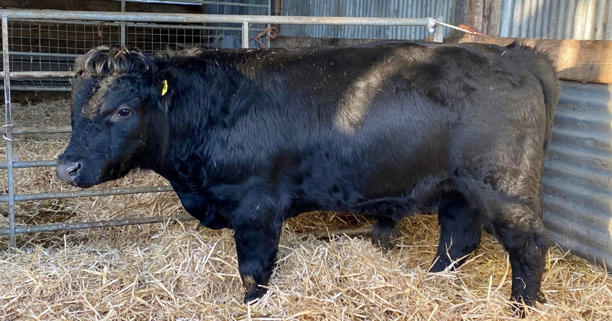 1 Dexter Breeding Bull | SellMyLivestock - The Online Livestock Marketplace