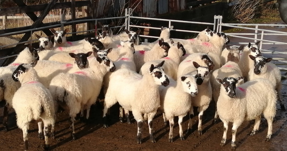 27 Welsh Mule, Scotch Mule Cross Breeding Lambs | SellMyLivestock - The ...