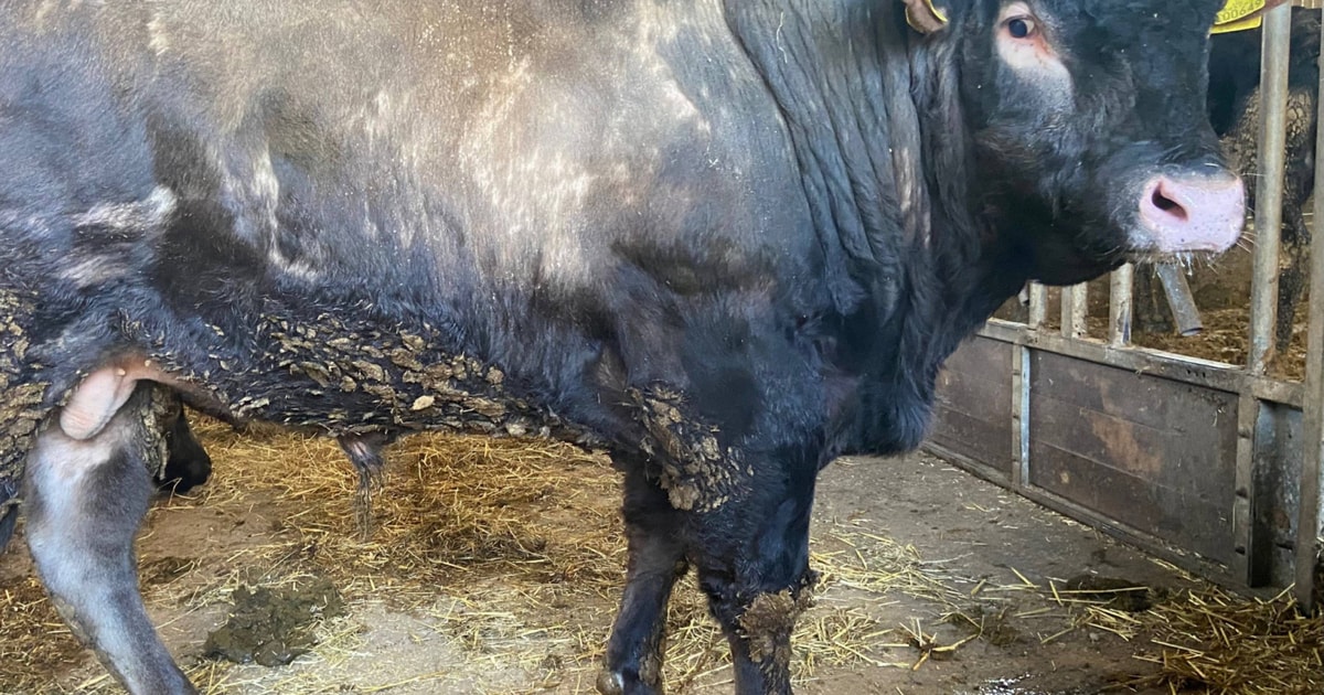 1 Bazadaise Breeding Bull | SellMyLivestock - The Online Livestock ...