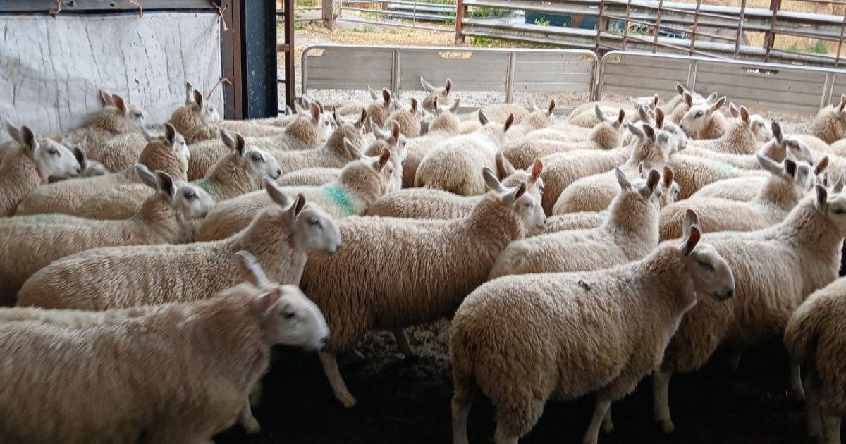 291 Cheviot Mule, North Country Cheviot Store Lambs | SellMyLivestock ...