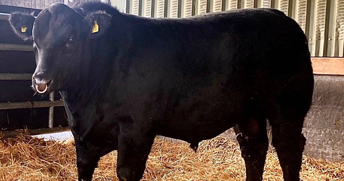 2 Pedigree Aberdeen Angus Red, Aberdeen Angus Breeding Bulls ...