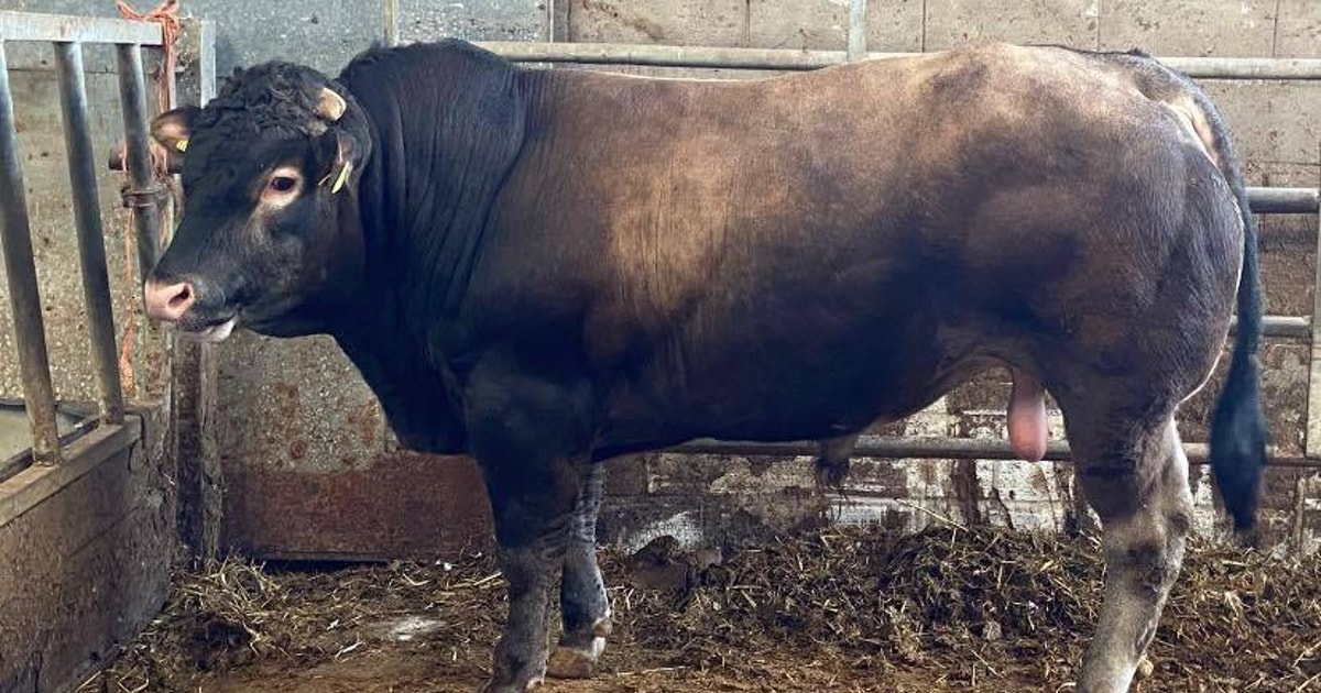 2 Bazadaise Breeding Bulls | SellMyLivestock - The Online Livestock ...
