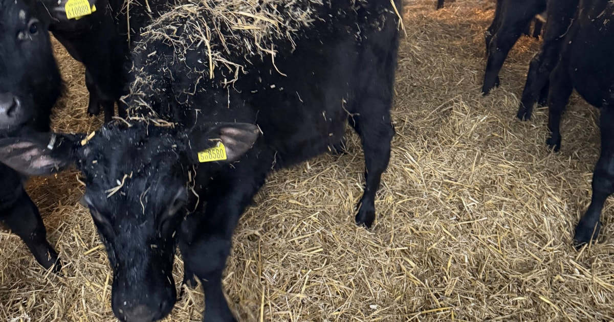 15 Aberdeen Angus Cross Calves, Steers | SellMyLivestock - The Online ...