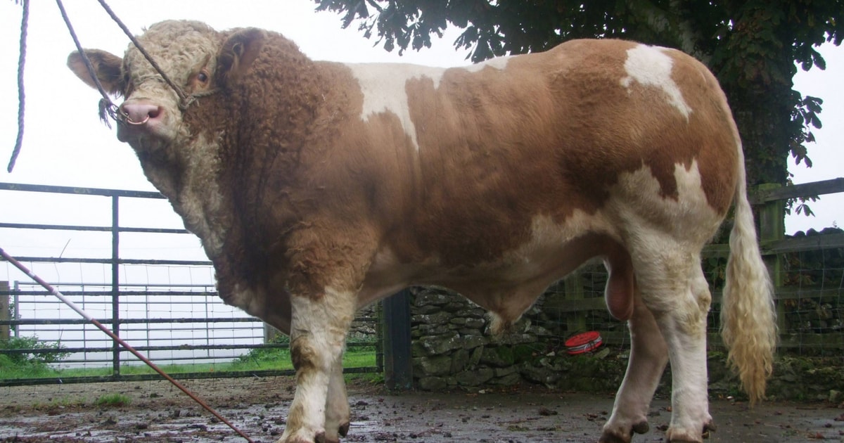 1 Pedigree Simmental Breeding Bull | SellMyLivestock - The Online ...