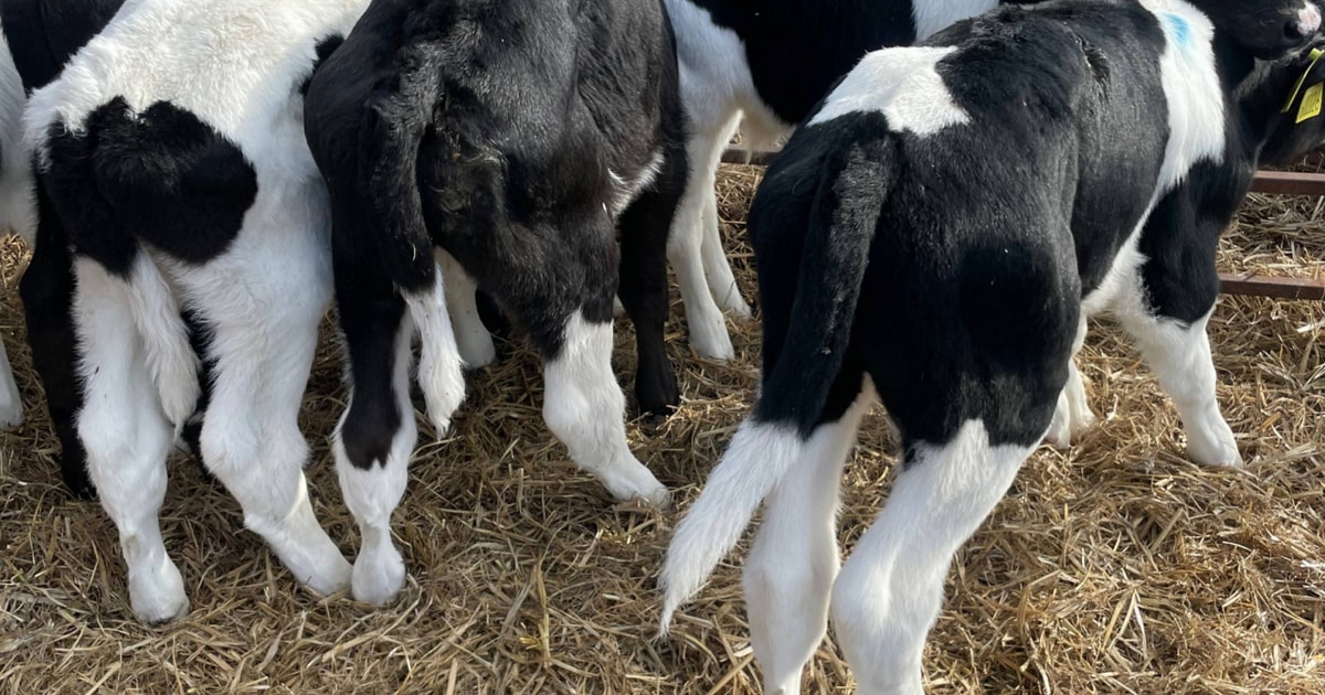 10 British Friesian Calves | SellMyLivestock - The Online Livestock ...