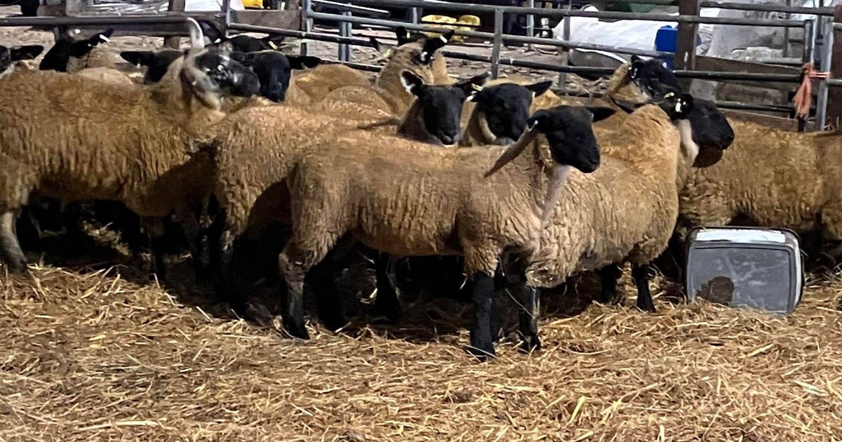 22 Suffolk Cross Breeding Lambs | SellMyLivestock - The Online ...