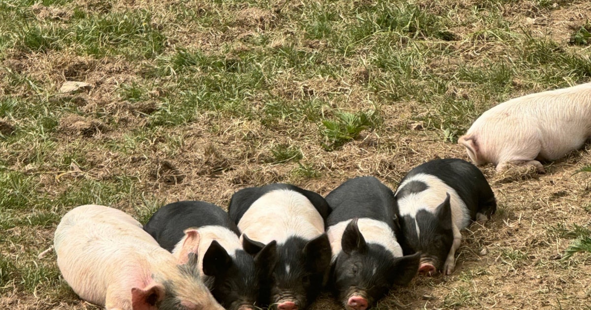 25 Middle White, Saddleback Cross Growing, Breeding Gilts, Weaners ...