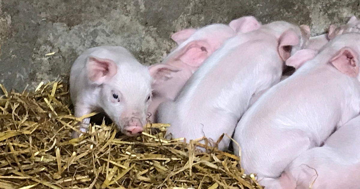 10 Middle White Growing Gilts, Boars | SellMyLivestock - The Online ...