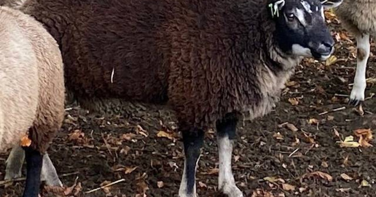 1 Pedigree Badger Face Texel Breeding Ram | SellMyLivestock - The ...