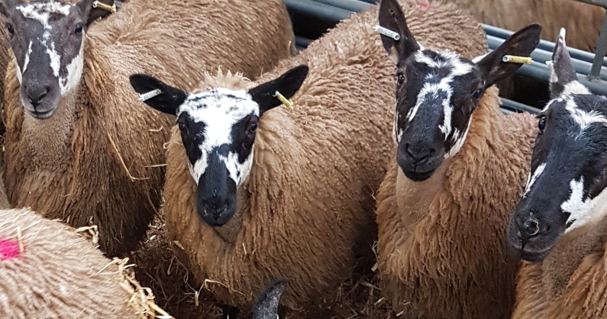 15 Welsh Mule Breeding Lambs | SellMyLivestock - The Online Livestock ...
