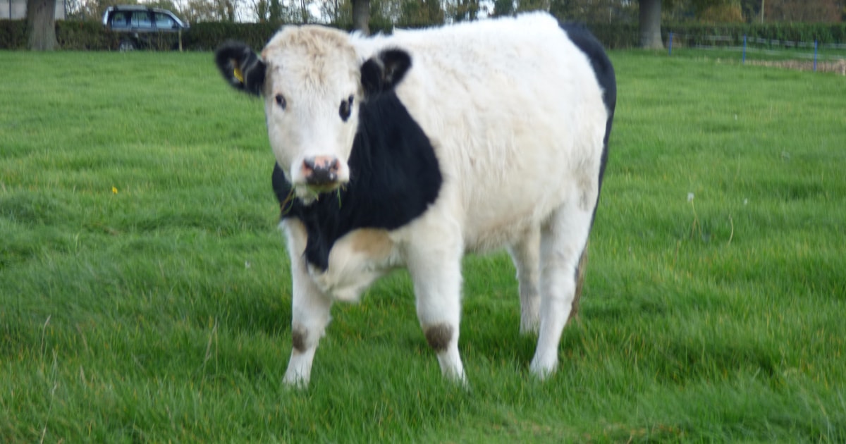 1 Belted Galloway Cross Breeding, Store Heifer | SellMyLivestock - The ...
