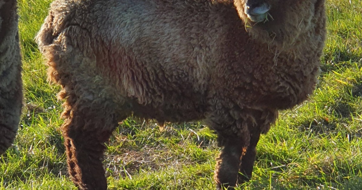 3 Coloured Ryeland Breeding Lambs, Rams | SellMyLivestock - The Online ...