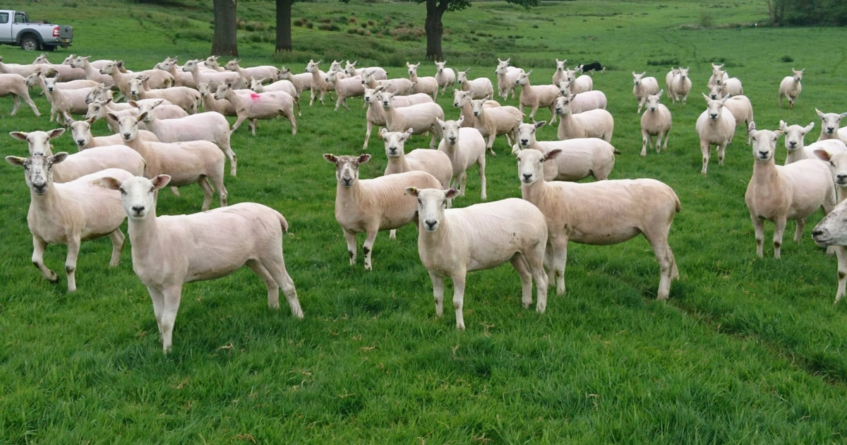 21 Texel Cross Breeding Shearlings, Ewes | SellMyLivestock - The Online ...