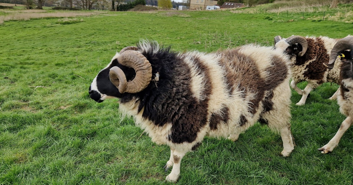 1 Pedigree Jacob Breeding Ram | SellMyLivestock - The Online Livestock ...