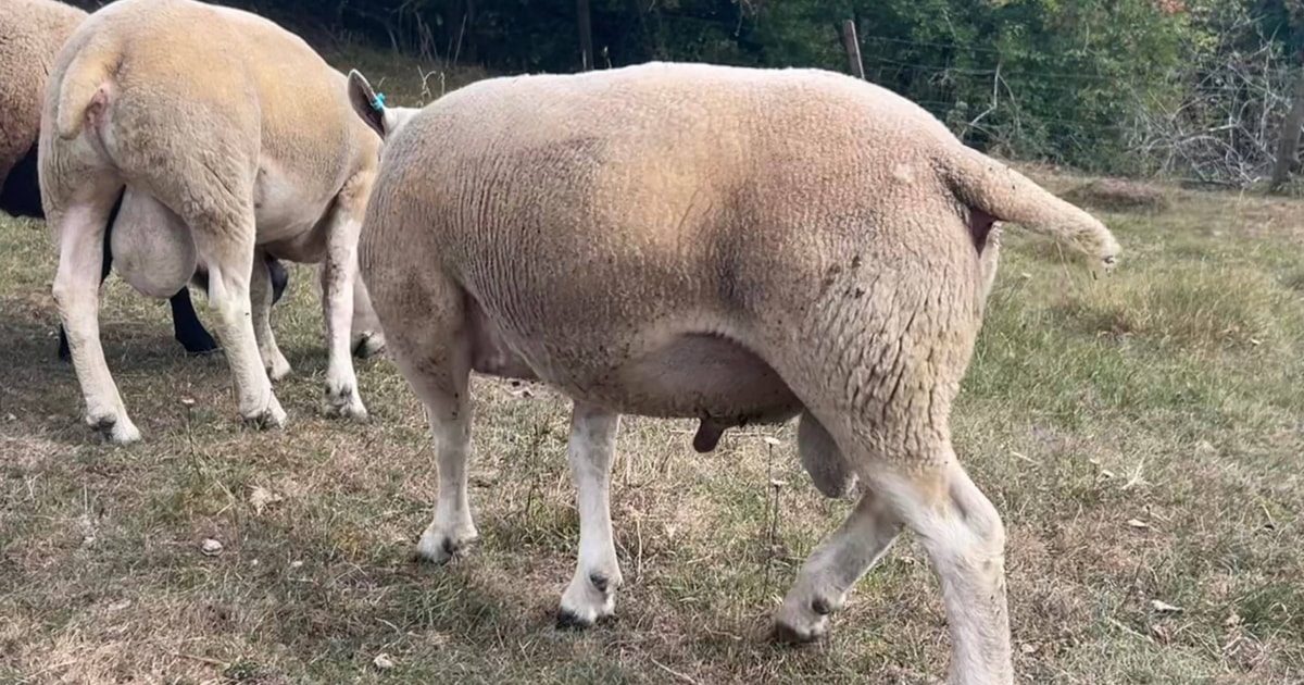 1 Blue Texel, Texel Breeding Ram | SellMyLivestock - The Online ...