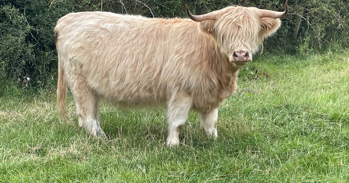 7 Pedigree Highland Breeding Cows, Heifers, Calves | SellMyLivestock ...