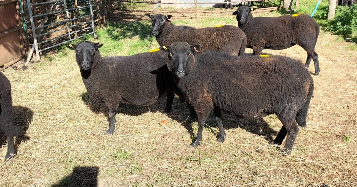 6 Black Welsh Mountain Breeding Ewes | SellMyLivestock - The Online ...