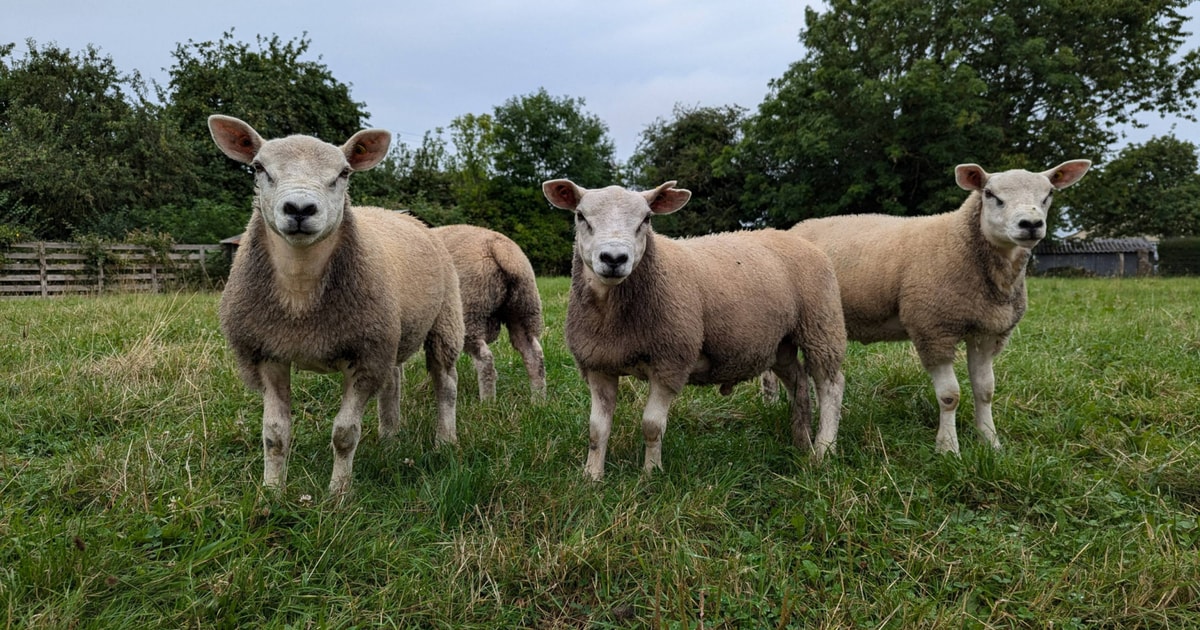 16 Pedigree Texel Breeding Rams, Lambs | SellMyLivestock - The Online ...