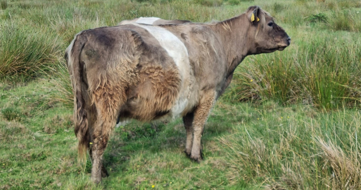 4 Belted Galloway Cross Breeding Cows with Calves at Foot ...