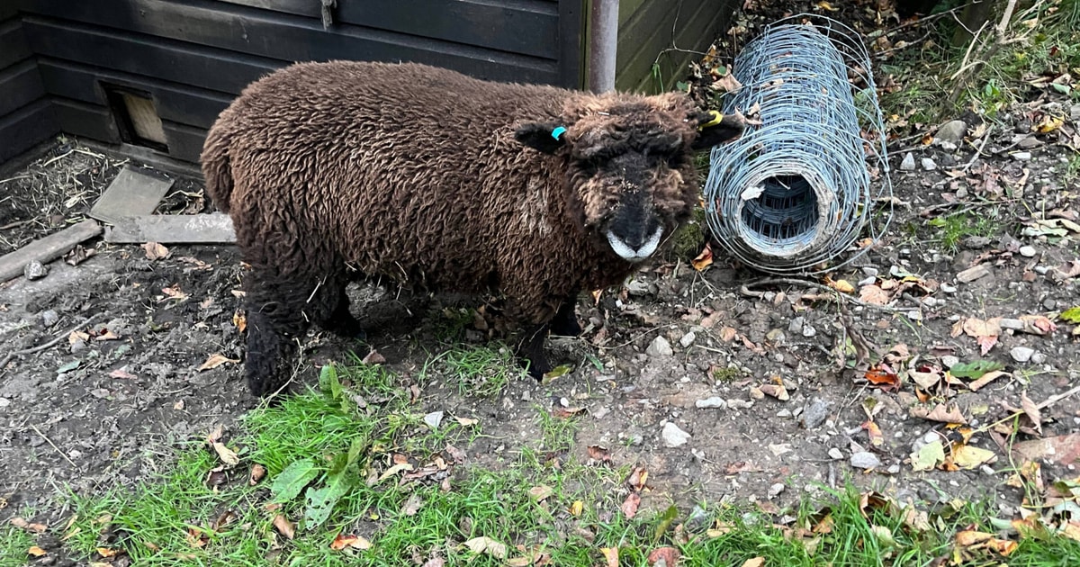 2 Organic Pedigree Coloured Ryeland Breeding Rams | SellMyLivestock ...