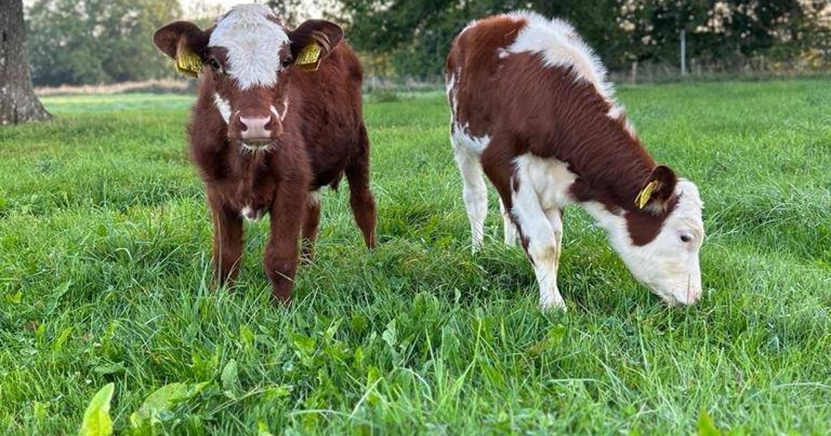 60 Organic TB Res Aberdeen Angus Red, Simmental, Aberdeen Angus ...