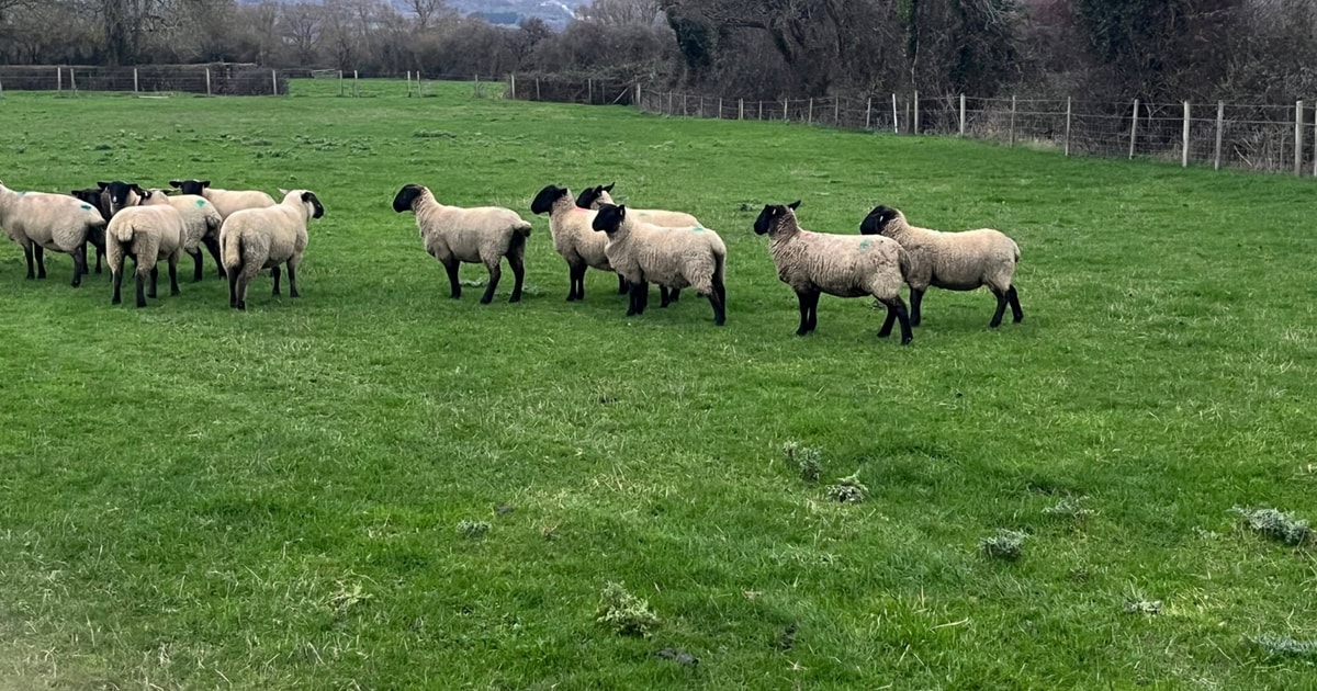 12 Suffolk Cross In-Lamb Breeding Ewes | SellMyLivestock - The Online ...