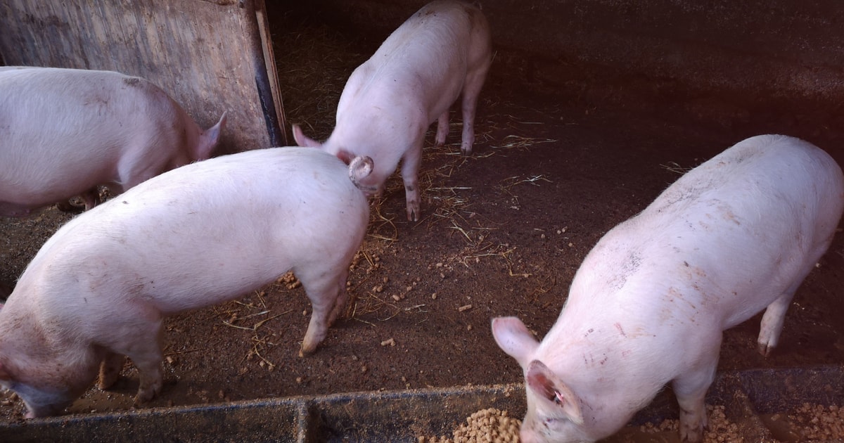 4 Large White Breeding Boars, Gilts | SellMyLivestock - The Online ...