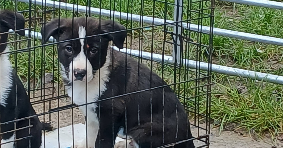 1 Welsh Sheepdog (Male) | SellMyLivestock - The Online Livestock ...