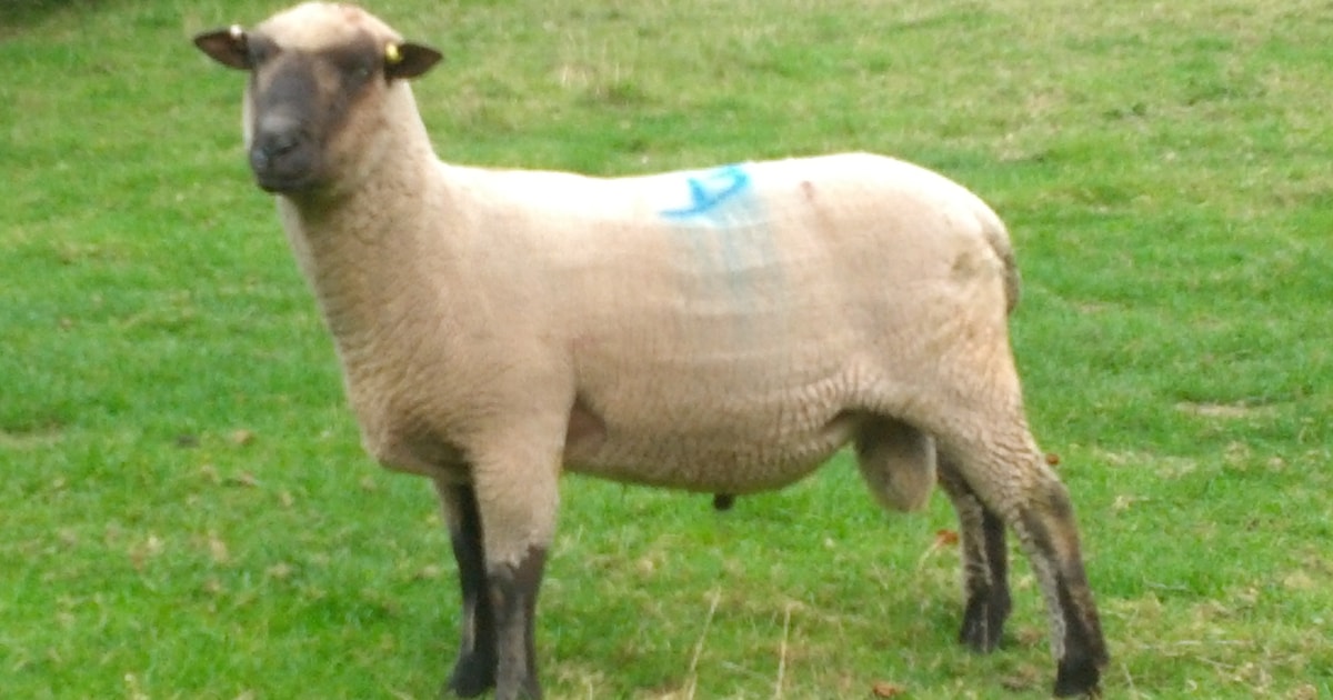 1 Pedigree Shropshire Breeding Ram | SellMyLivestock - The Online ...