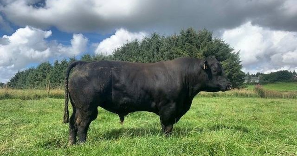 1 Aberdeen Angus Breeding Bull | SellMyLivestock - The Online Livestock ...