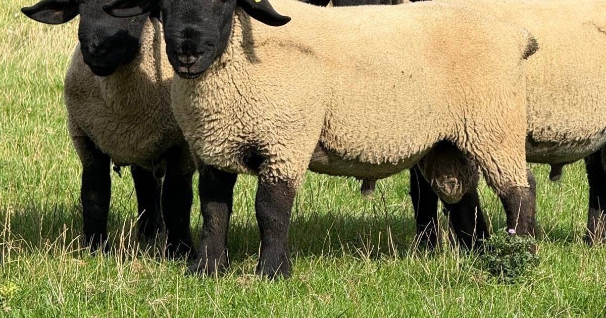 20 Suffolk, Texel, Beltex Breeding Rams | SellMyLivestock - The Online ...