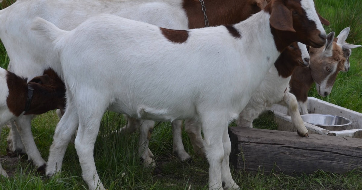 1 Boer Meat, Breeding Doe, Yearling | SellMyLivestock - The Online ...