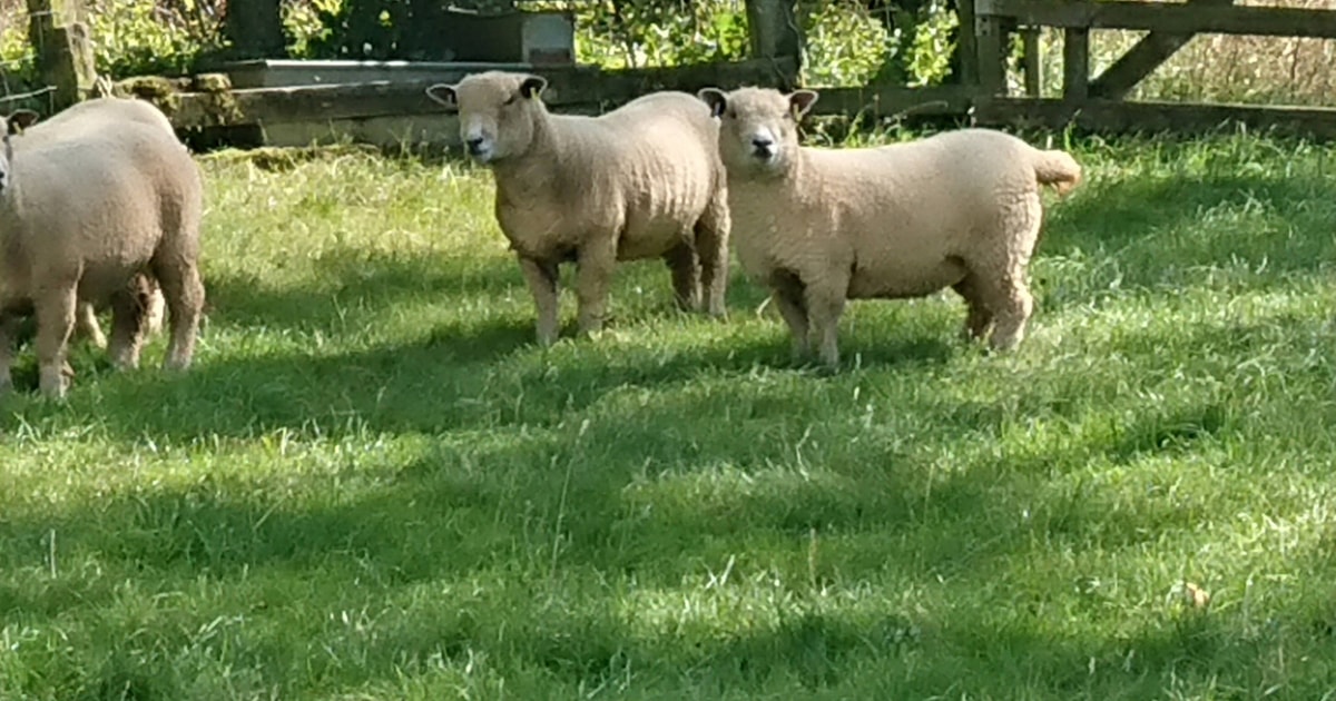 5 Ryeland Breeding, Teaser Gimmers, Shearlings | SellMyLivestock - The ...