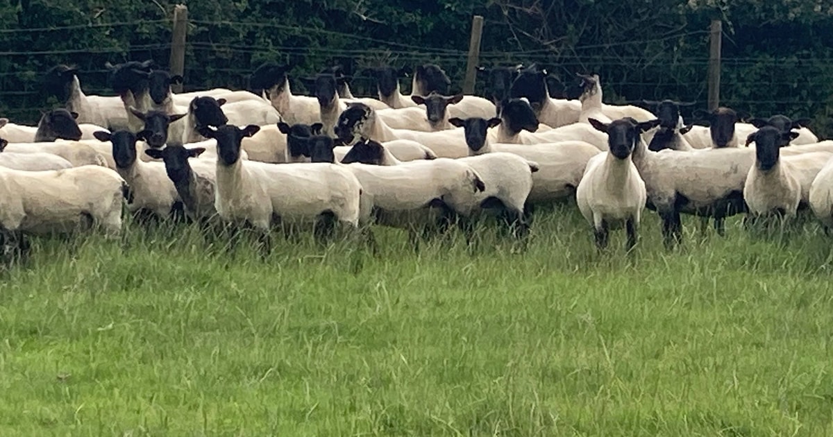 75 Suffolk Cross Breeding Shearlings | SellMyLivestock - The Online ...