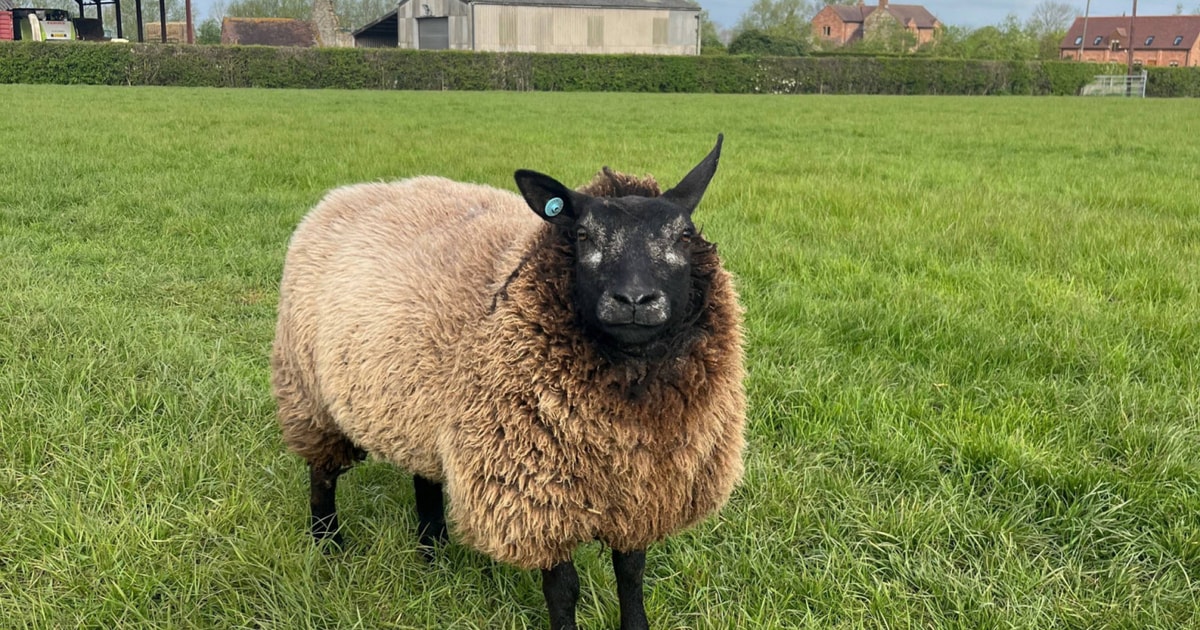 3 Pedigree Blue Texel Breeding Hoggs | SellMyLivestock - The Online ...