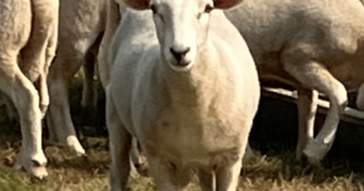 45 Pedigree Easycare In-Lamb Breeding Ewes | SellMyLivestock - The ...