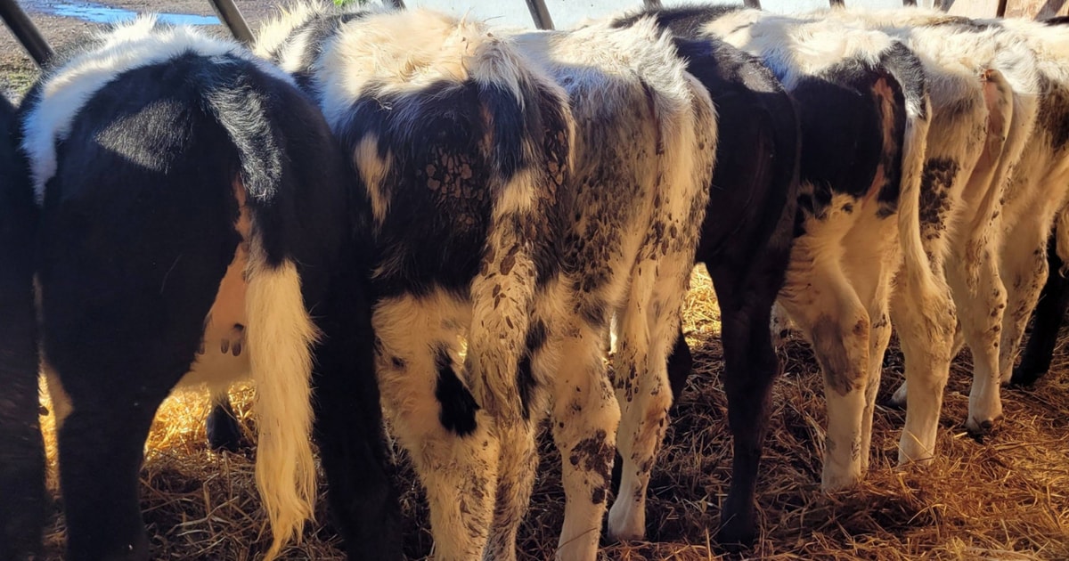 12 Limousin, British Blue Cross Calves | SellMyLivestock - The Online ...
