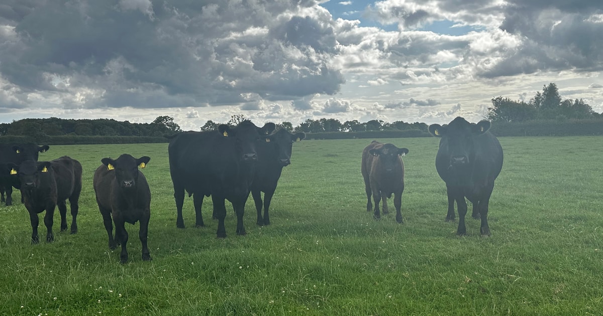 34 Aberdeen Angus Cross Breeding Cows, Heifers, Calves with Calves at ...